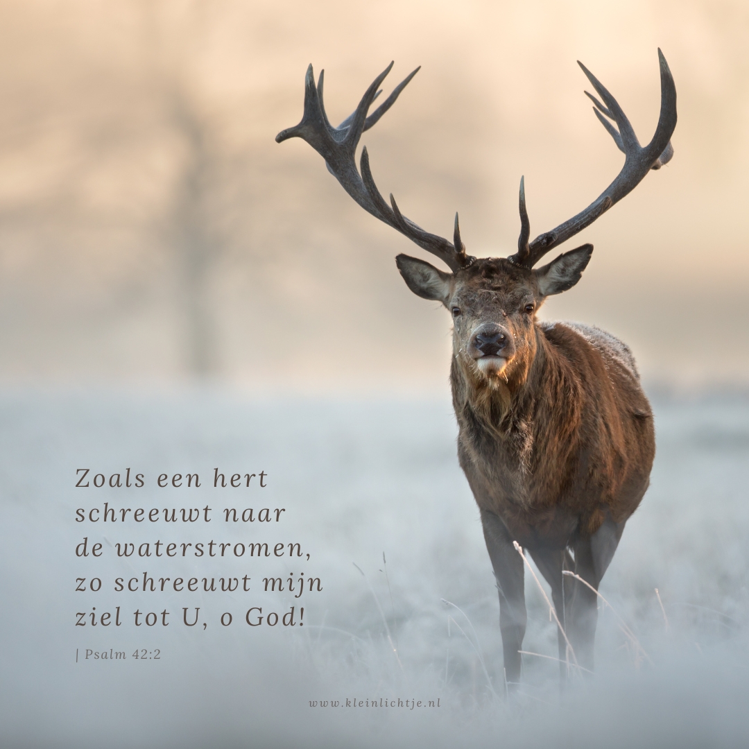 𝒁𝒐𝒂𝒍𝒔 𝒆𝒆𝒏 𝒉𝒆𝒓𝒕 - Kleinlichtje.nl